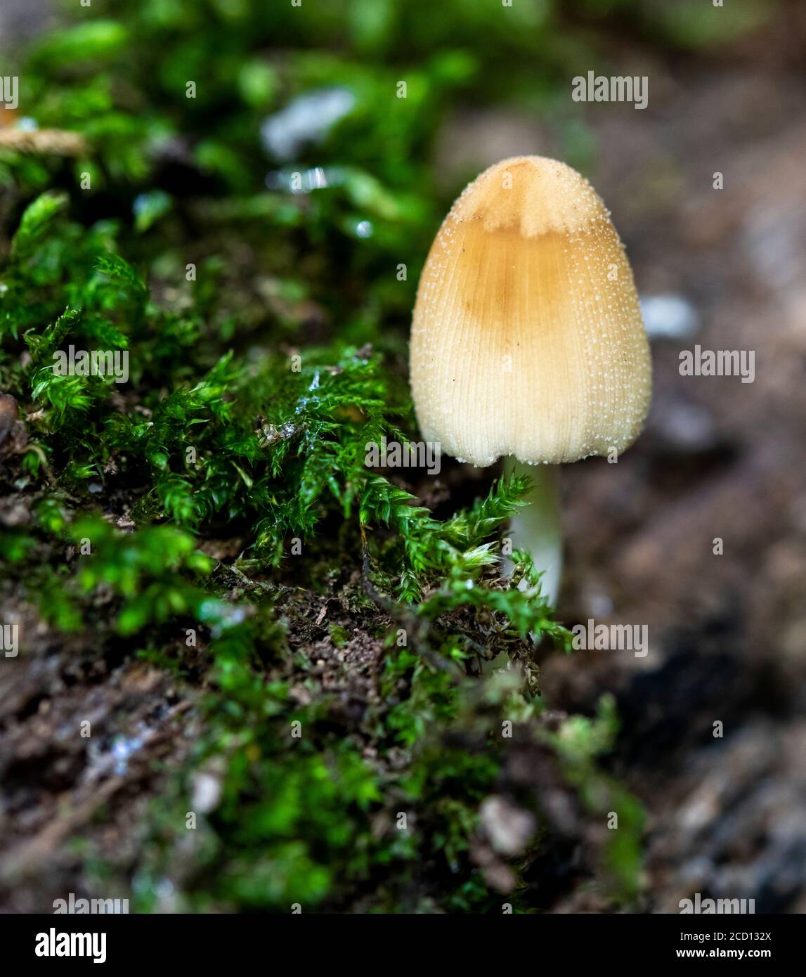 Woodland Toadstool High Resolution Stock Photography and Images - Alamy