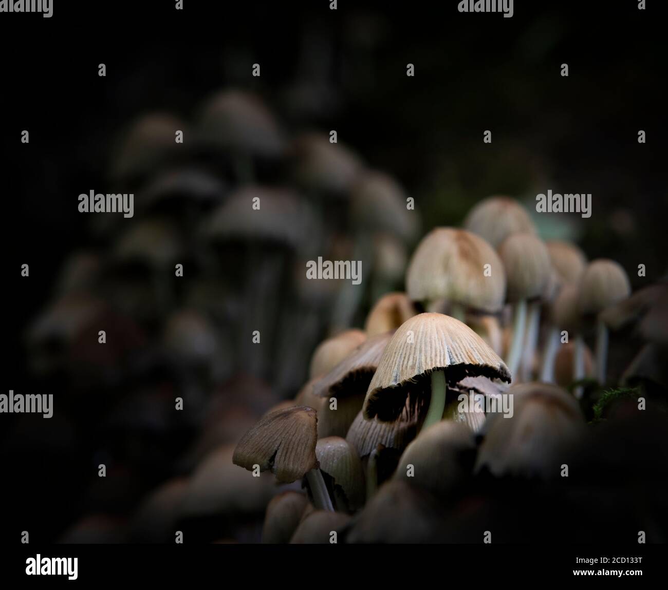 Toadstools or fungi growing on an old moss covered tree (dead) in a ...