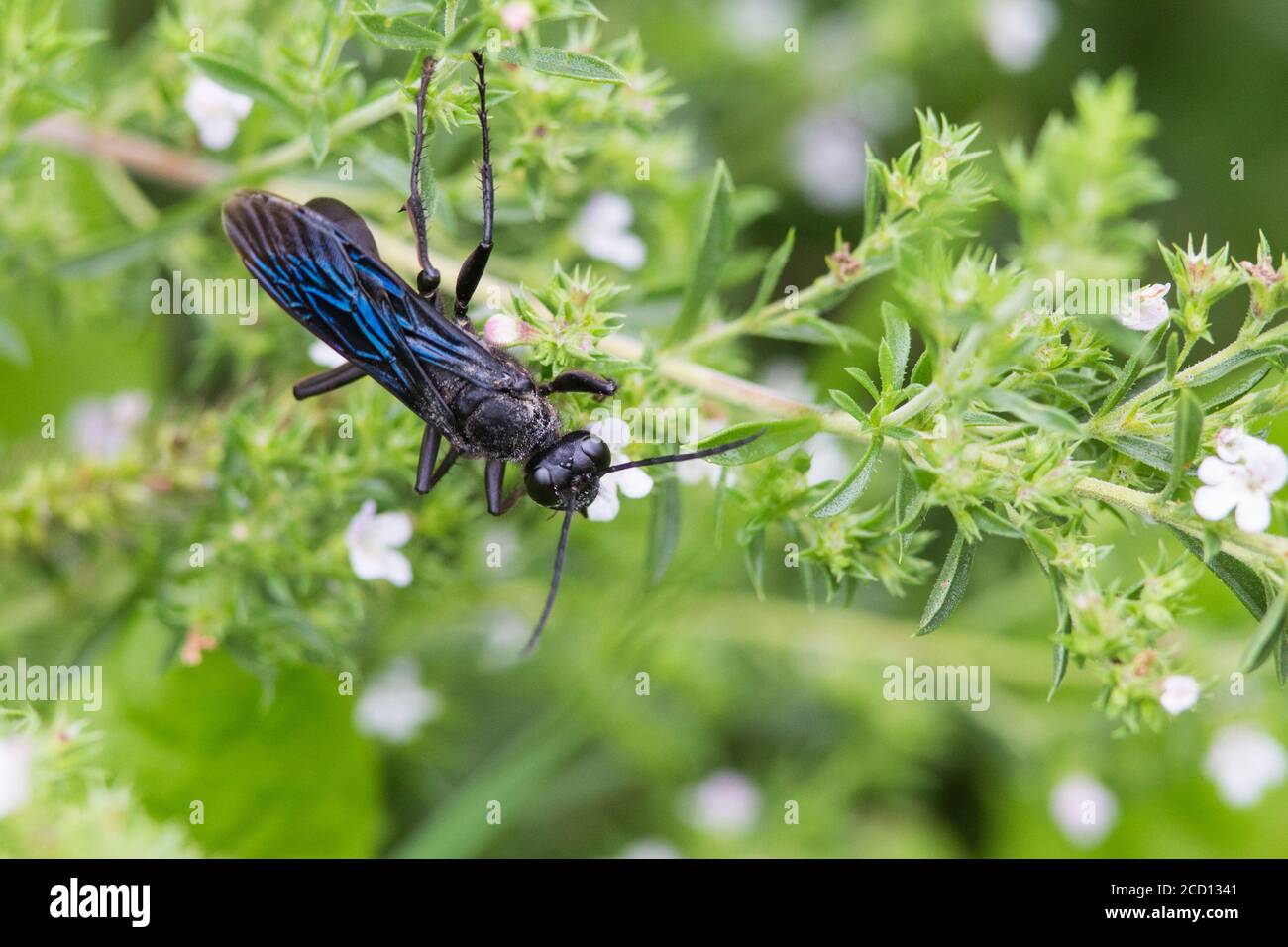 Mud dauber wasps hi-res stock photography and images - Alamy