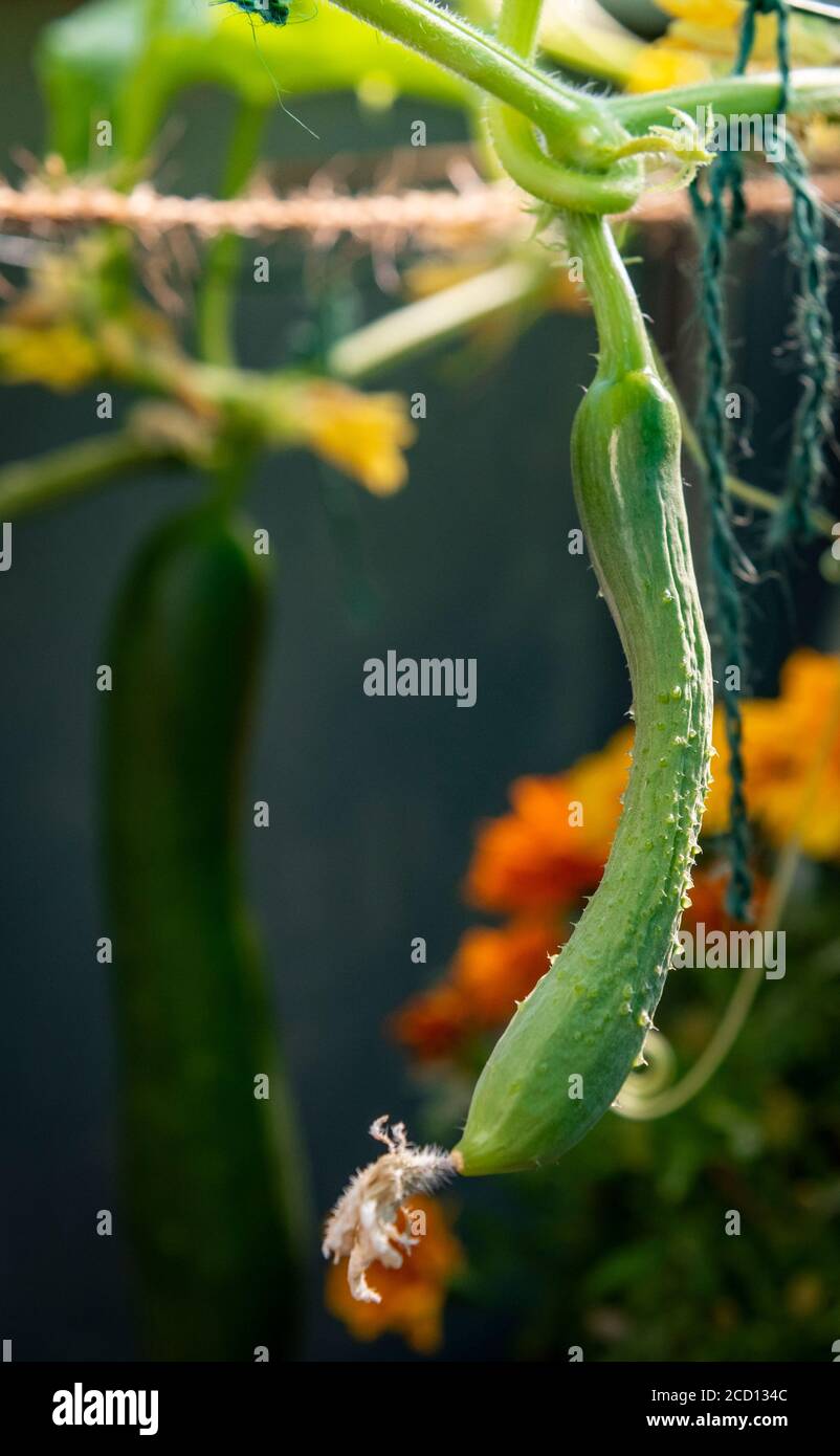 Growing houses hi-res stock photography and images - Alamy