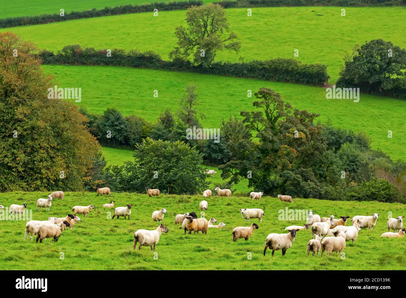 Cornwall county hi-res stock photography and images - Alamy