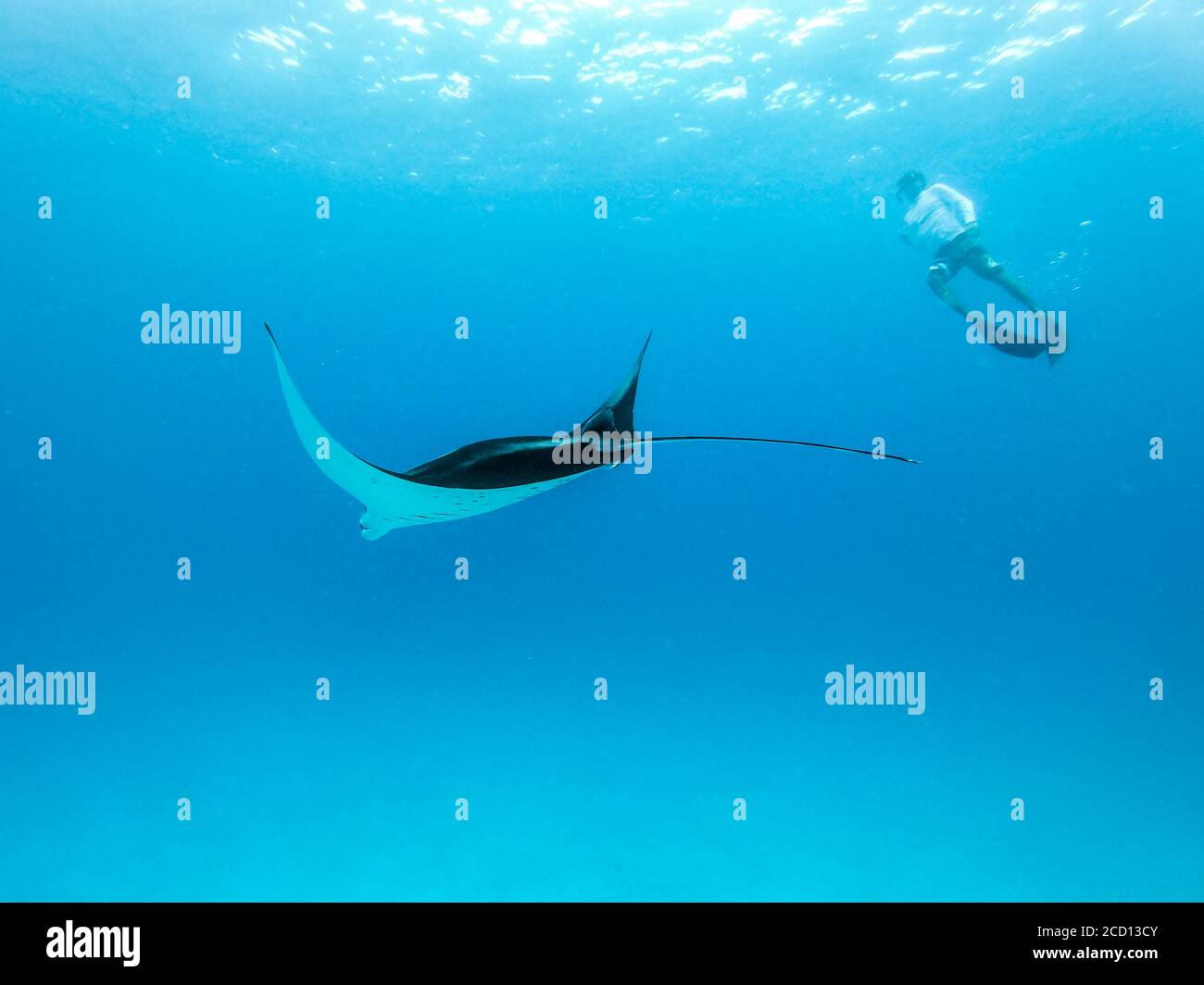Underwater view of hovering Giant oceanic manta ray, Manta Birostris ...
