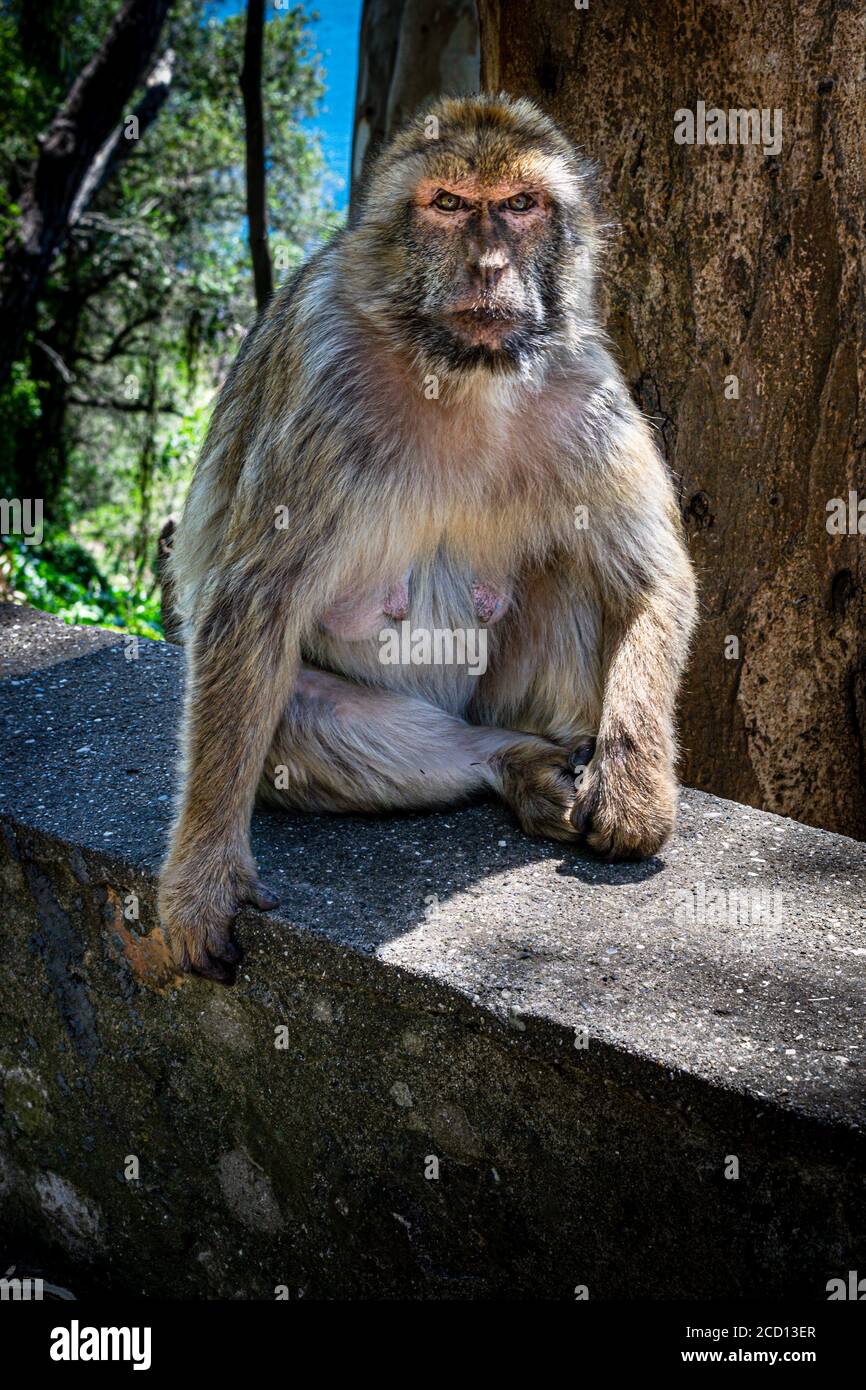 Macaques with tourists hi-res stock photography and images - Alamy