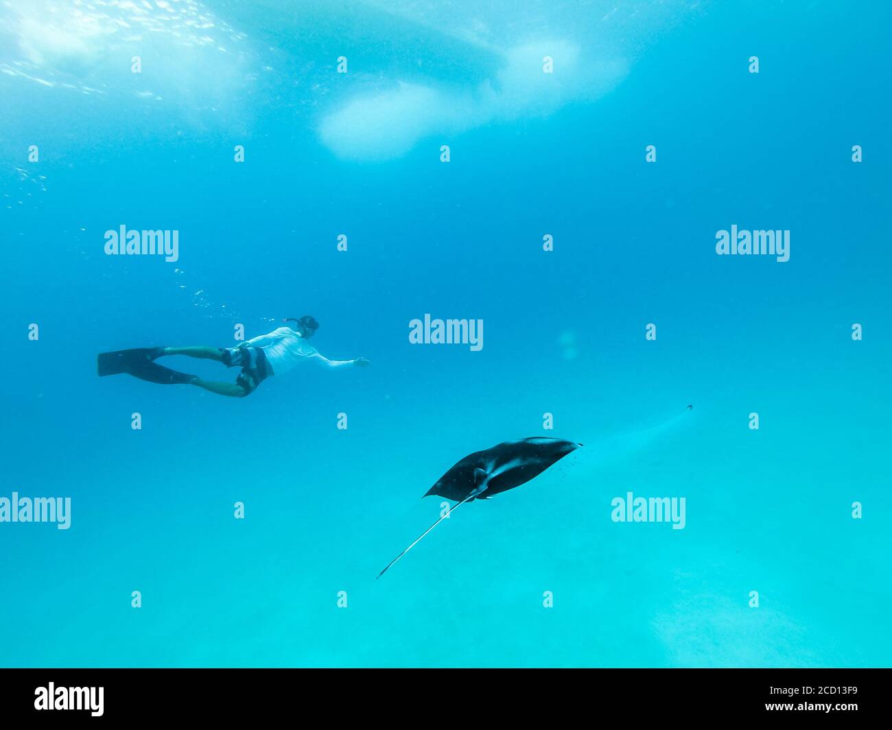 Underwater view of hovering Giant oceanic manta ray, Manta Birostris ...