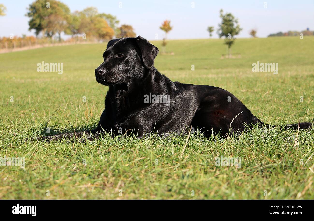 Beautiful black labrador hi-res stock photography and images - Alamy