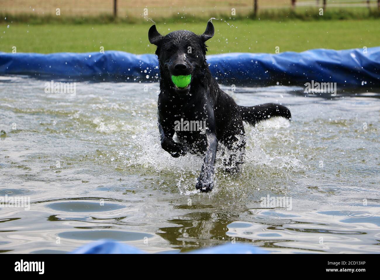 Beautiful black labrador retriever fetching a ball and running in an ...