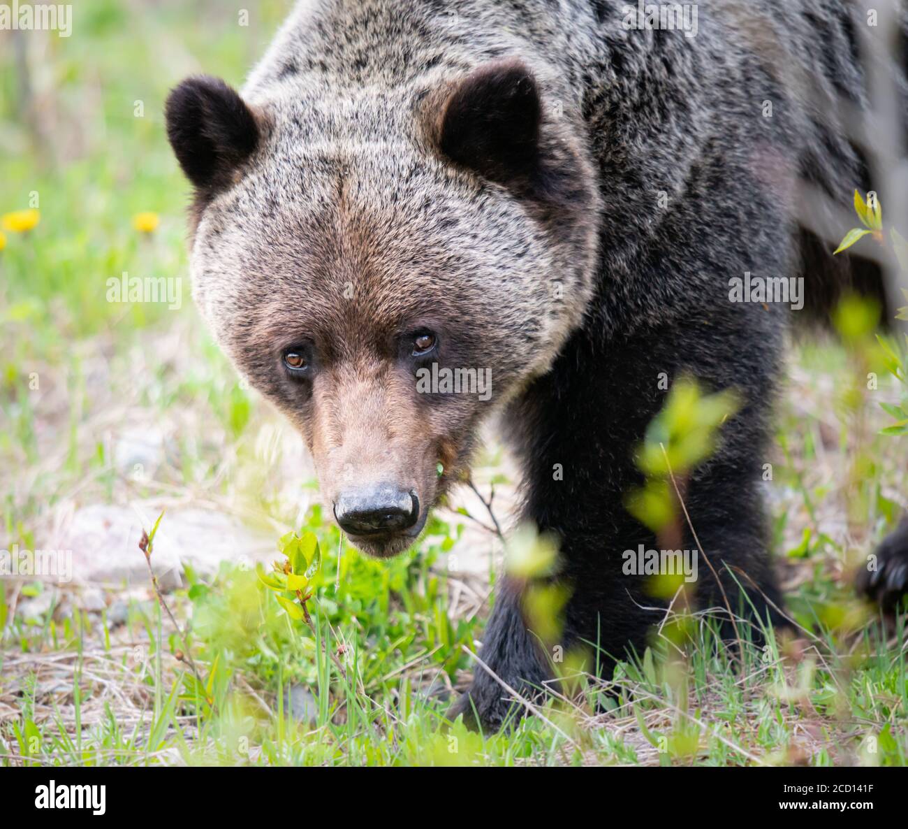Grizzly bear in the wild Stock Photo - Alamy