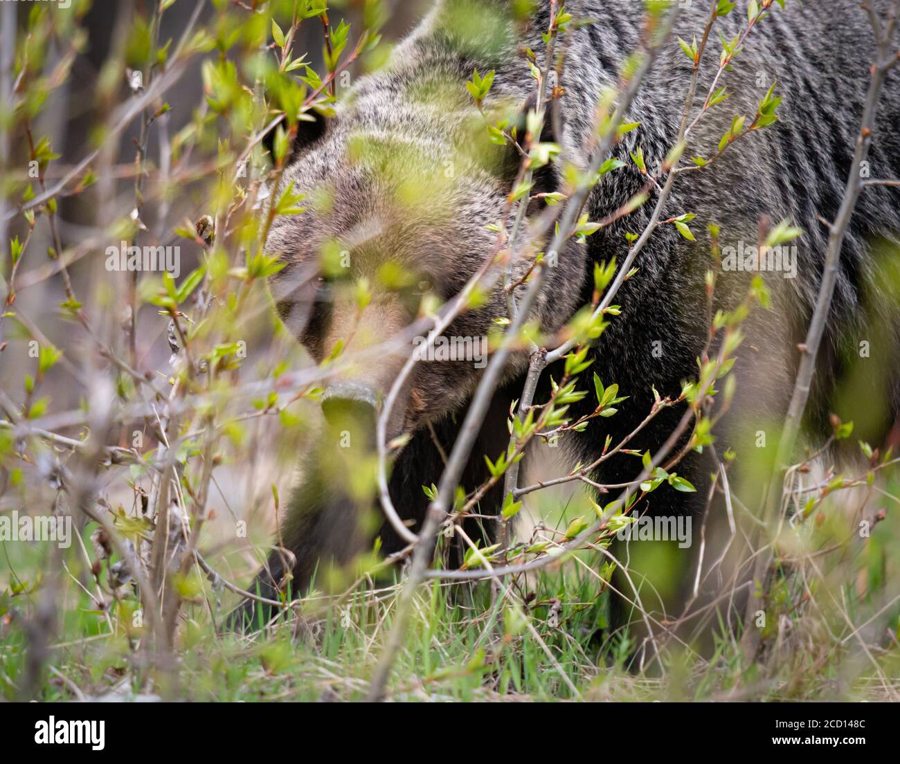 Grizzly bear in the wild Stock Photo - Alamy