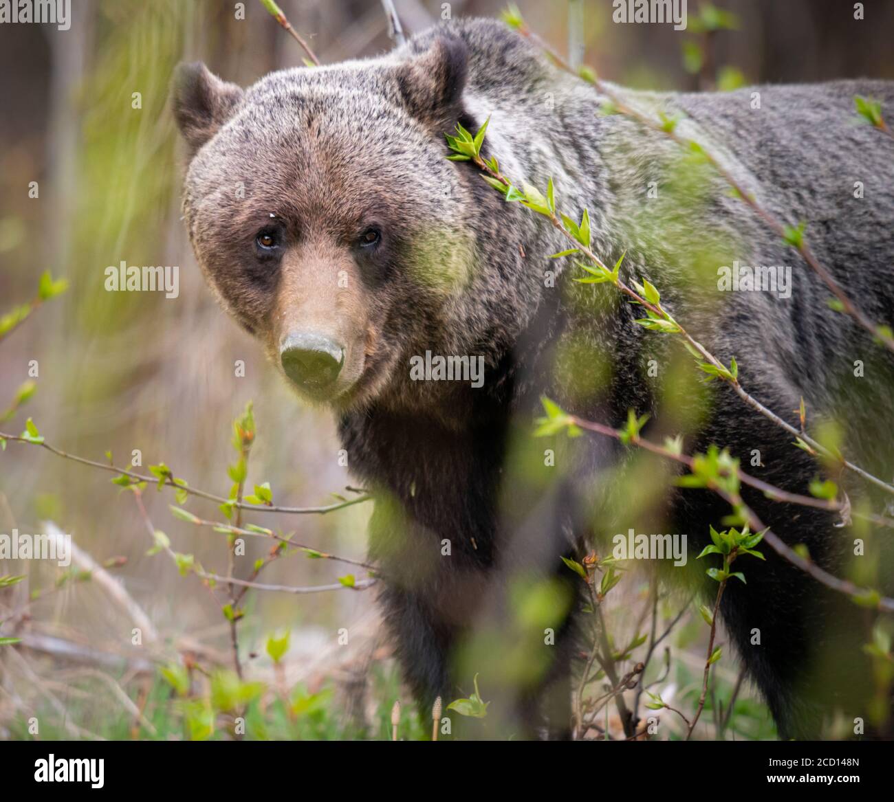 Grizzly bear in the wild Stock Photo - Alamy