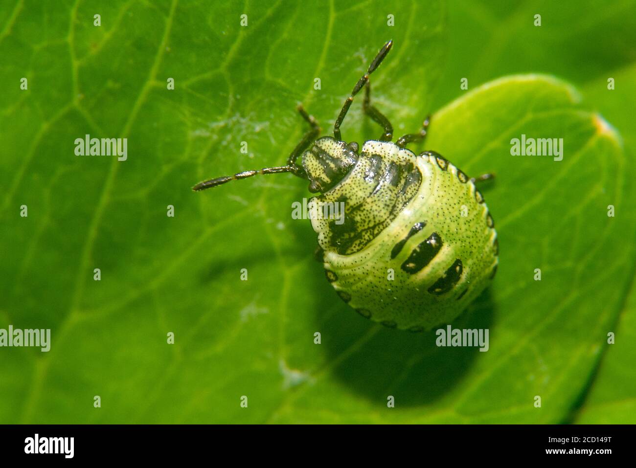 3rd instar Common Green Shieldbug nymph Stock Photo - Alamy