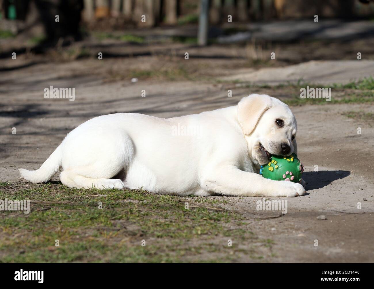 the yellow labrador playing in the park Stock Photo - Alamy