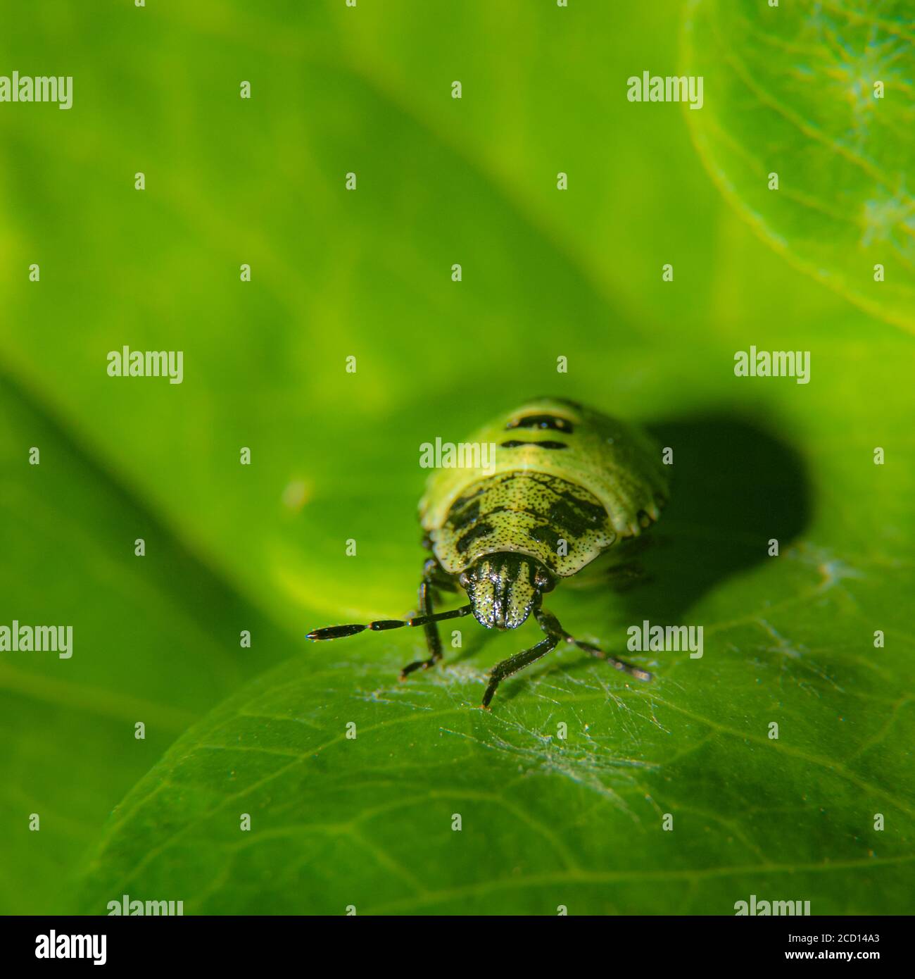 3rd instar Common Green Shieldbug nymph Stock Photo - Alamy