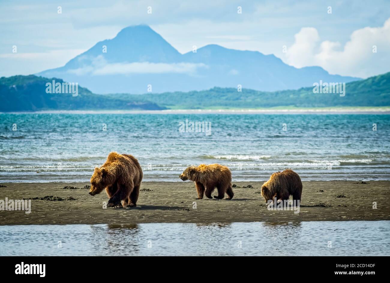 Family clam digging hi-res stock photography and images - Alamy