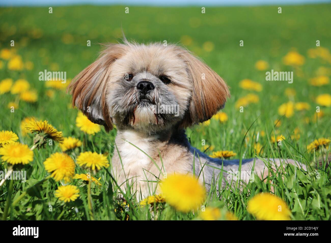 Sun tzu hi-res stock photography and images - Alamy