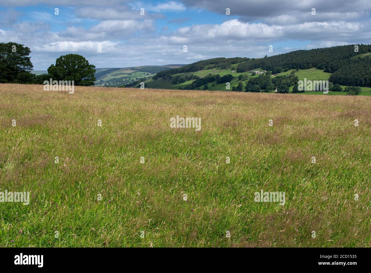 Traditional hay meadow in seed, upper Nidderdale, North Yorkshire, UK ...