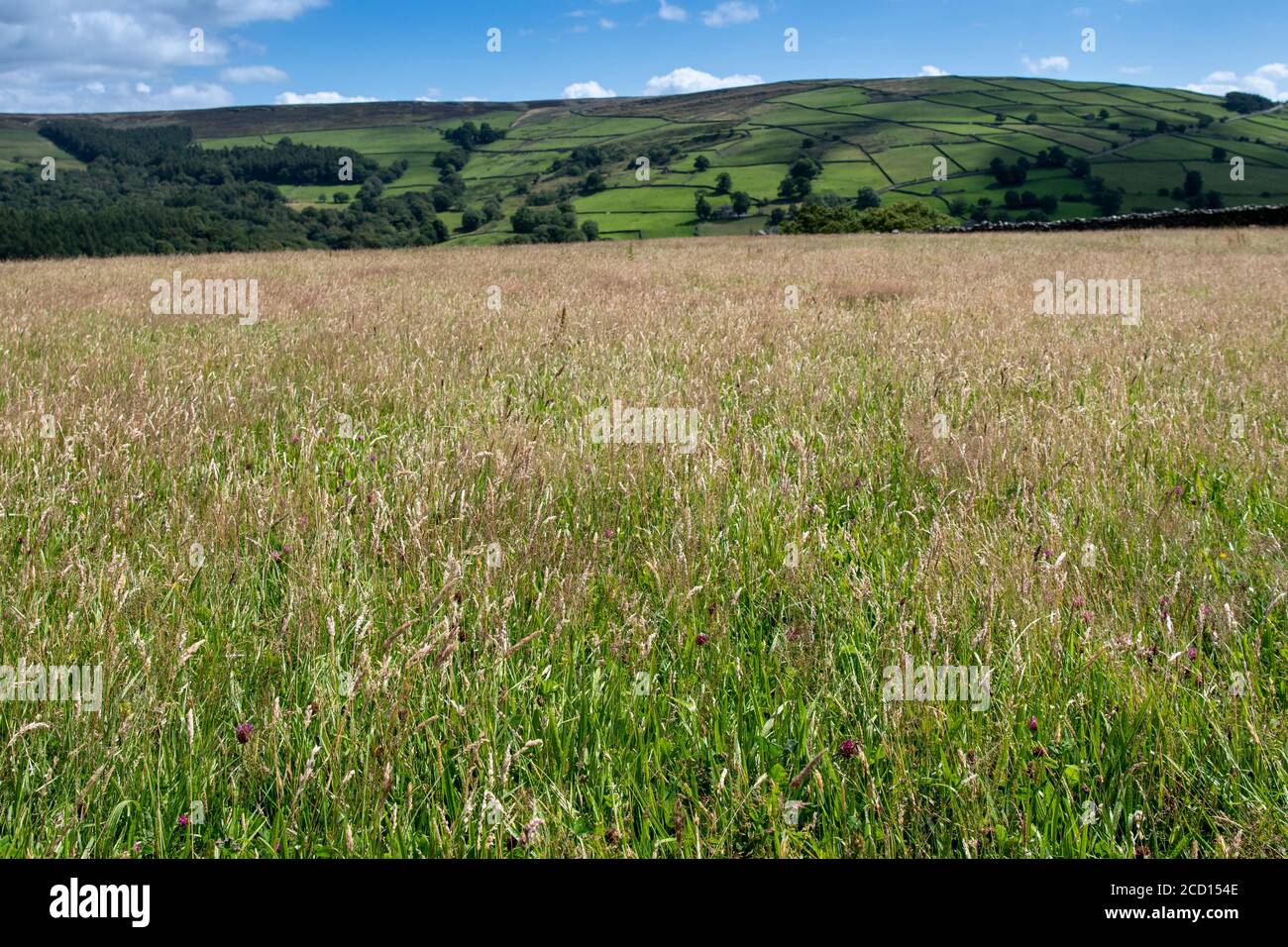 Traditional hay meadow in seed, upper Nidderdale, North Yorkshire, UK ...