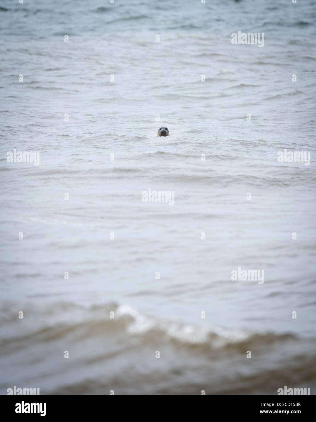 Seal in the Wash off Hunstanton Beach, Norfolk Stock Photo - Alamy