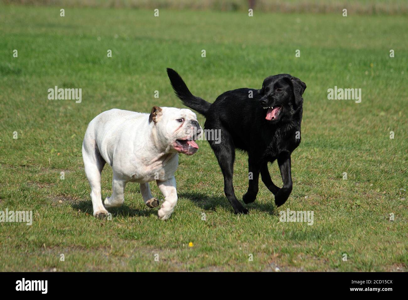 Dogs playing together in a park at the daytime Stock Photo - Alamy