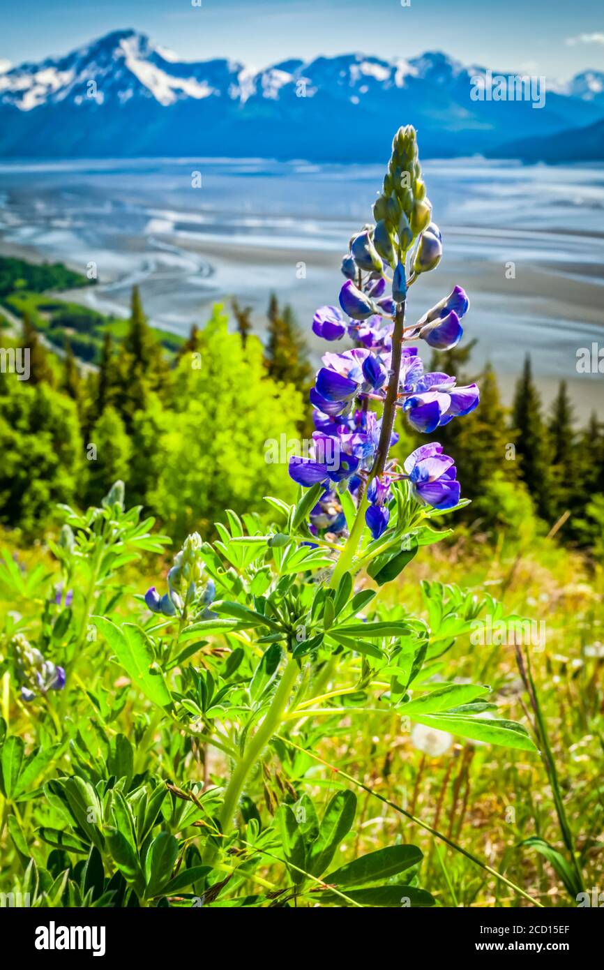 Close up of Nootka Lupine (Lupinus Nootkatensis) at Bird Ridge ...