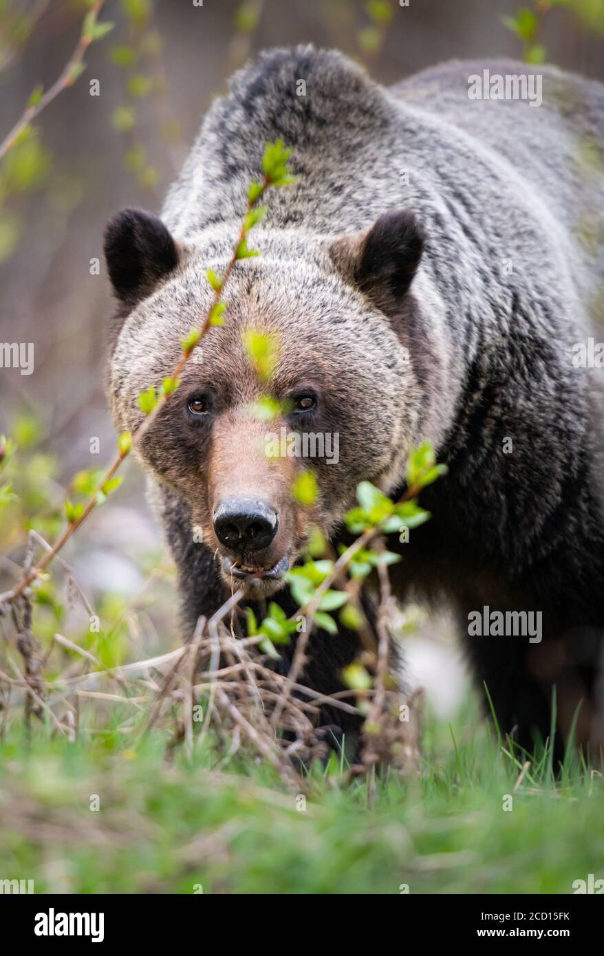 Grizzly bear in the wild Stock Photo - Alamy