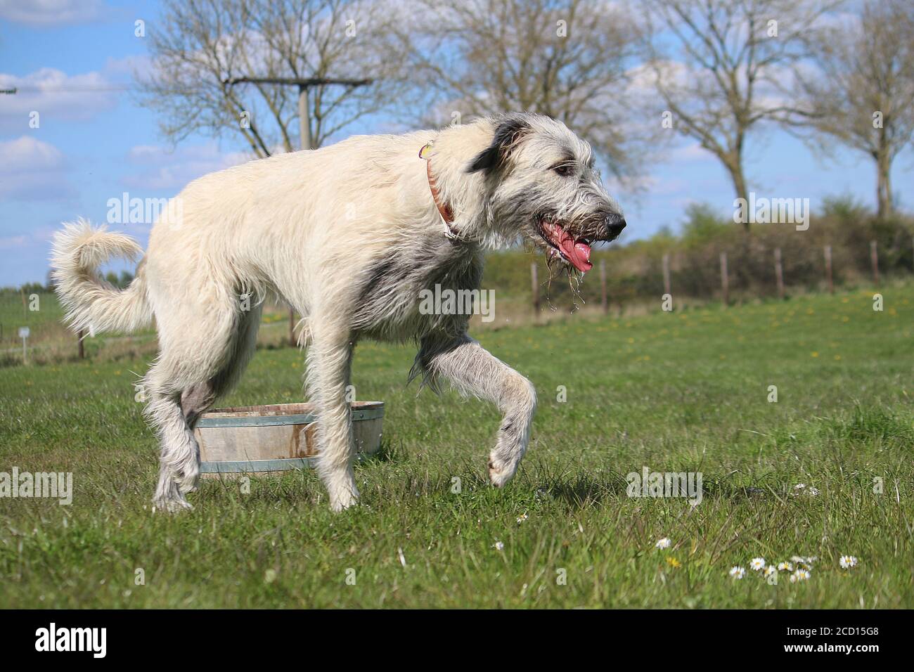 Irish wolfhound horizontal hi-res stock photography and images - Alamy