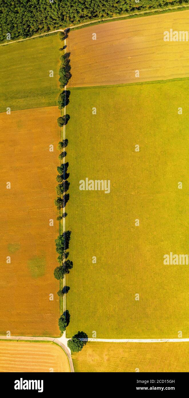 Straight line of trees hi-res stock photography and images - Alamy