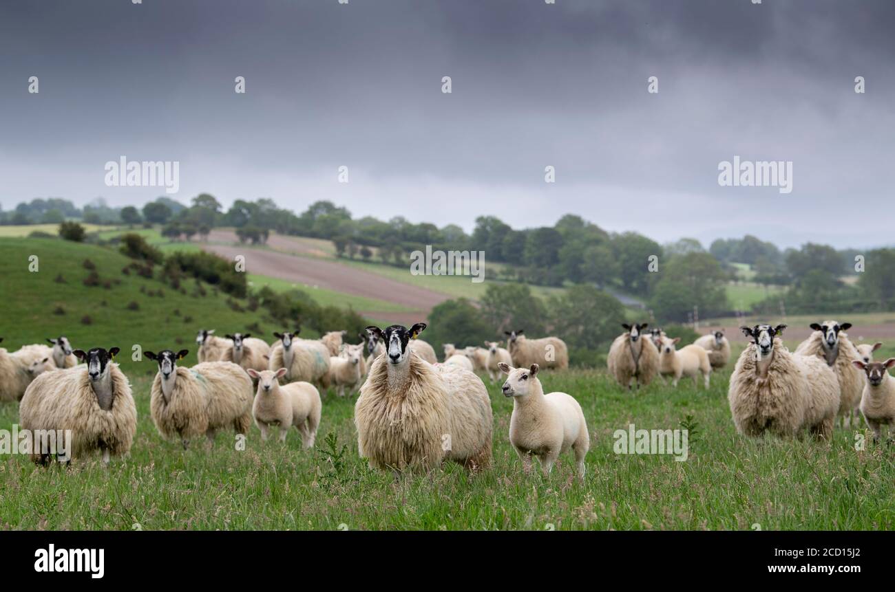 North of England Mule gimmer hoggs with texel lambs at foot, Cumbria ...