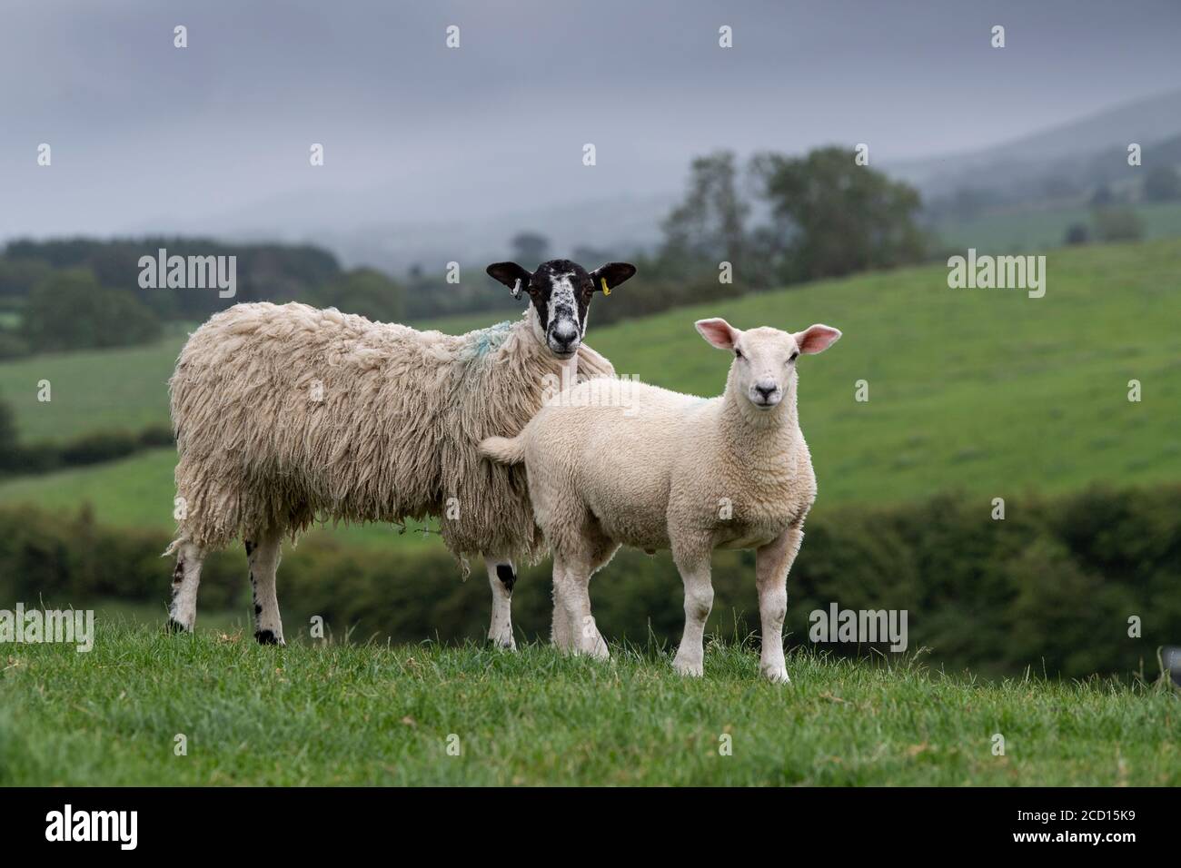 North of England Mule gimmer hoggs with texel lambs at foot, Cumbria ...
