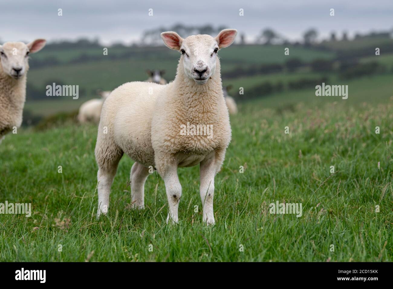Fat baby legs hi-res stock photography and images - Alamy