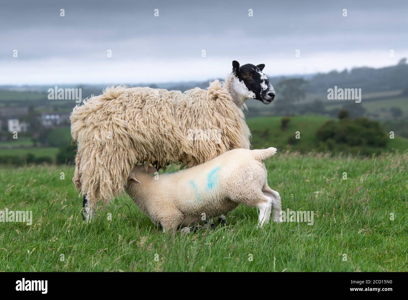 Lamb suckling a North of England mule gimmer hogg. Cumbria, UK Stock ...