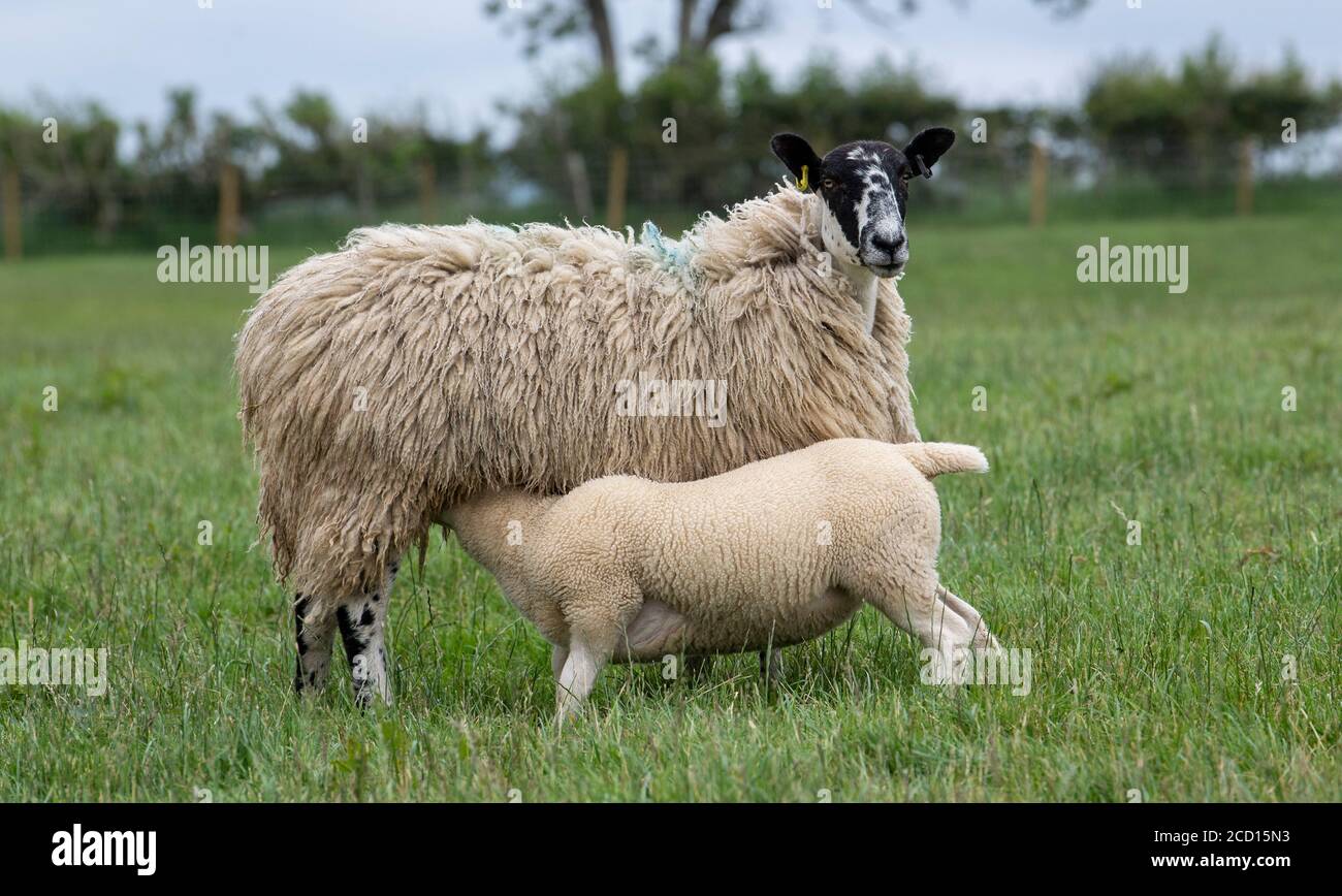 Lamb suckling a North of England mule gimmer hogg. Cumbria, UK Stock ...