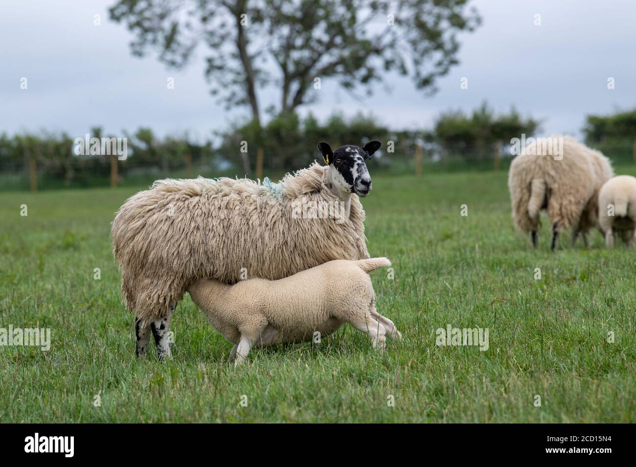 Lamb suckling a North of England mule gimmer hogg. Cumbria, UK Stock ...
