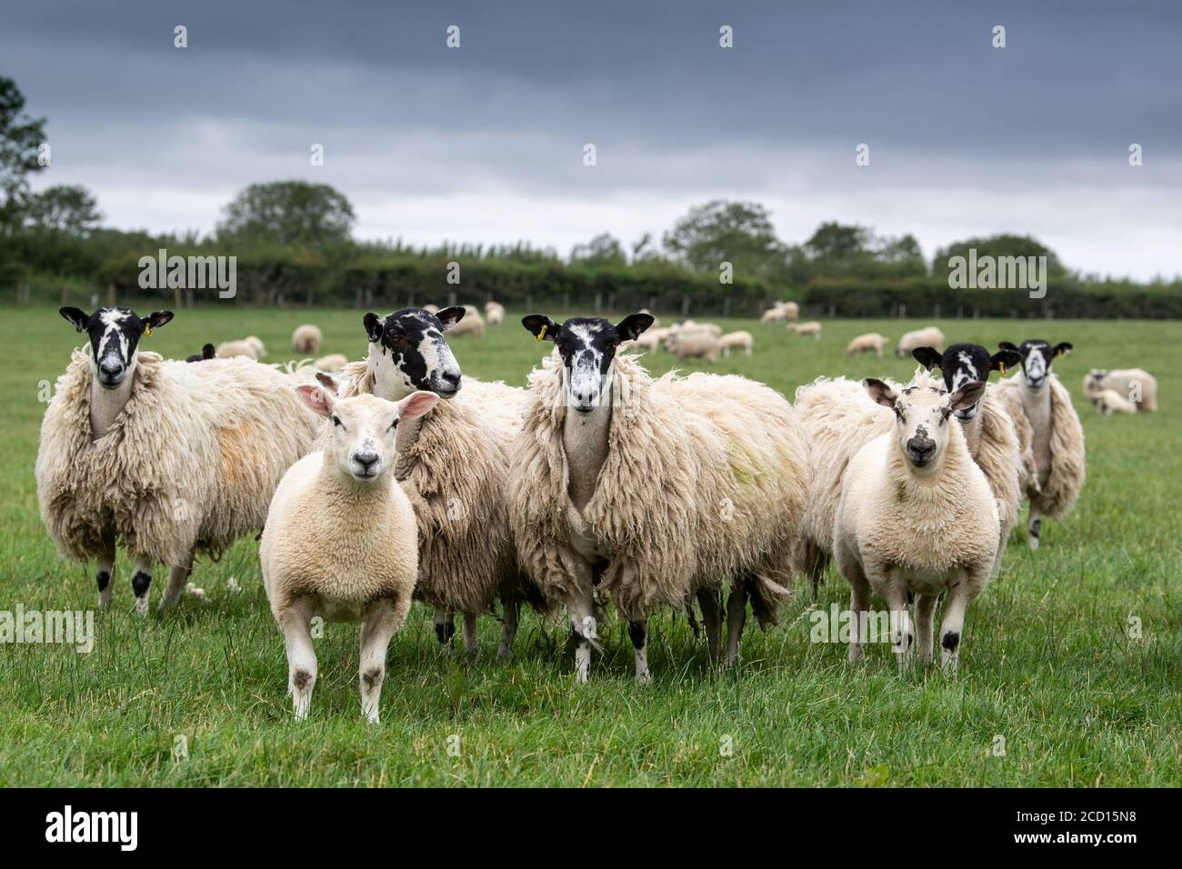 North of England Mule gimmer hoggs with texel lambs at foot, Cumbria ...