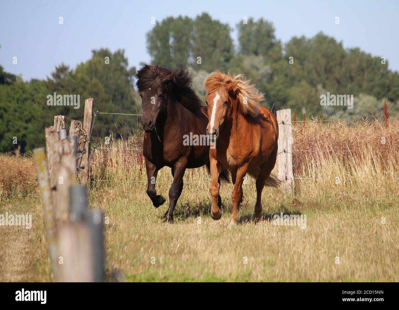 Shallow focus shot of beautiful horses Stock Photo - Alamy