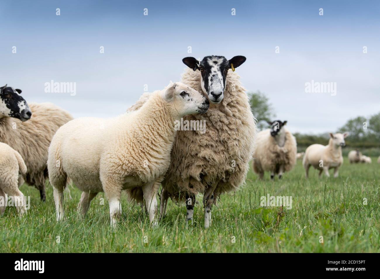 North of England Mule gimmer hoggs with texel lambs at foot, Cumbria ...