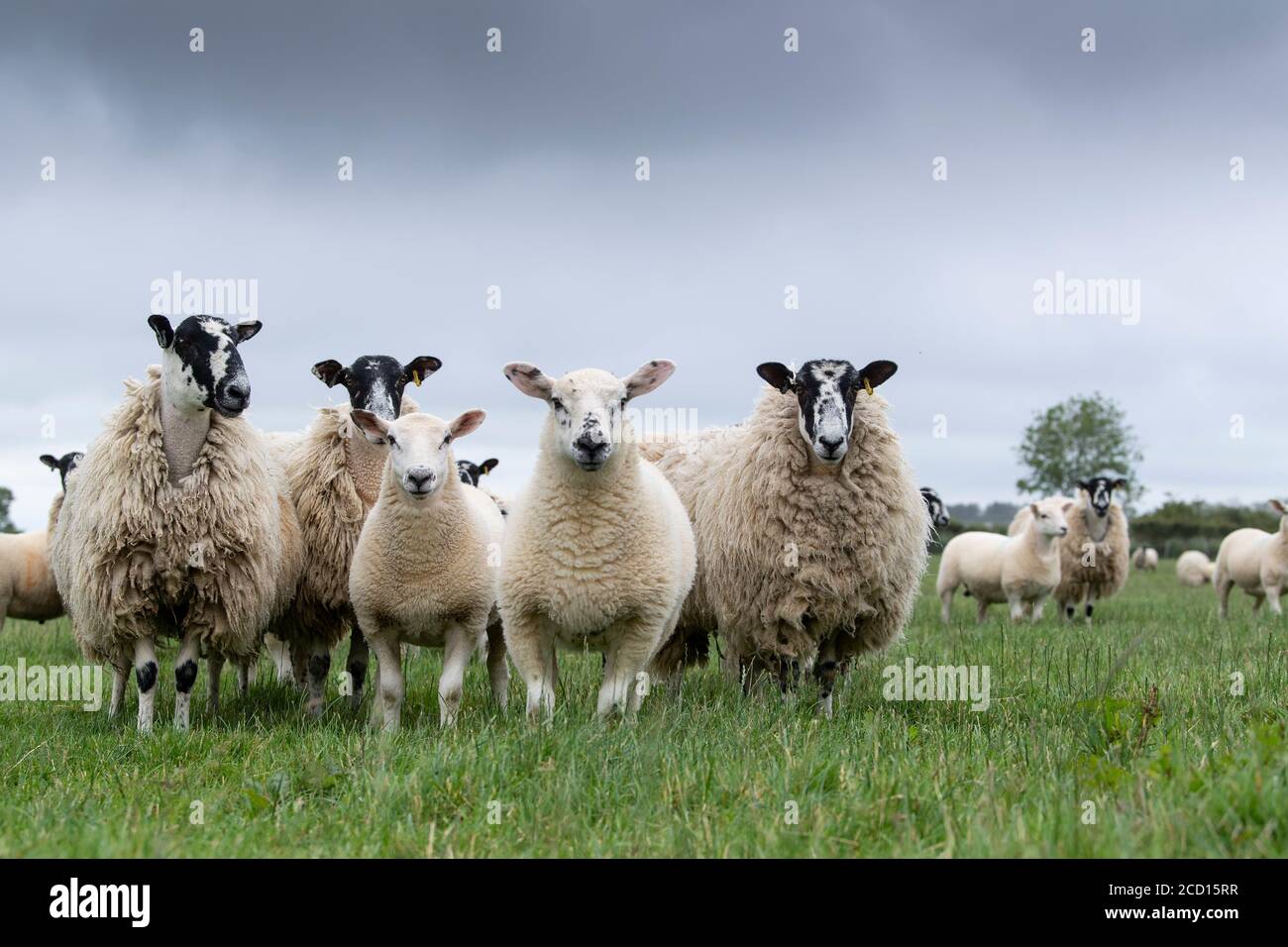 North of England Mule gimmer hoggs with texel lambs at foot, Cumbria ...