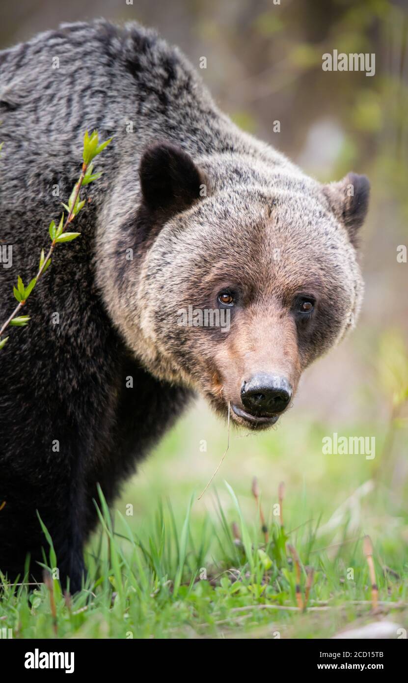 Grizzly bear in the wild Stock Photo - Alamy