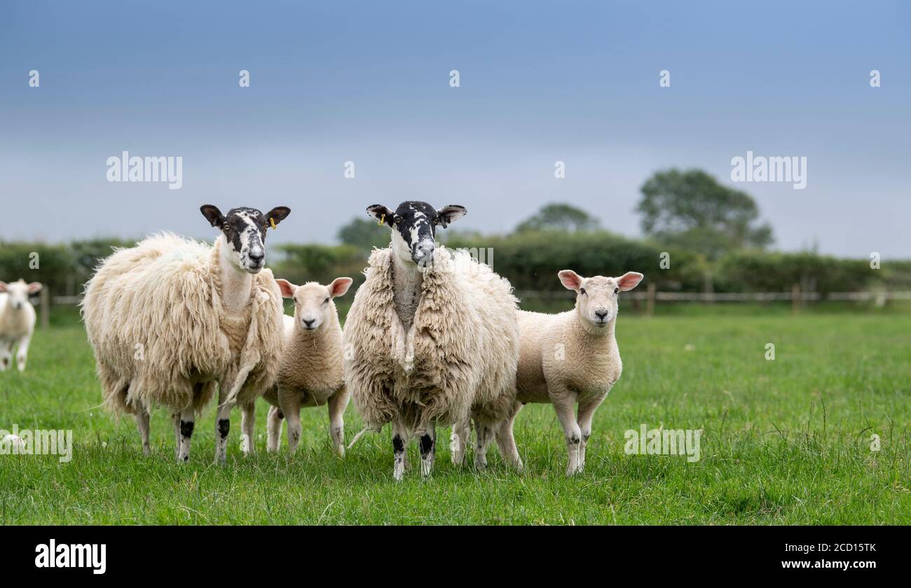North of England Mule gimmer hoggs with texel lambs at foot, Cumbria ...