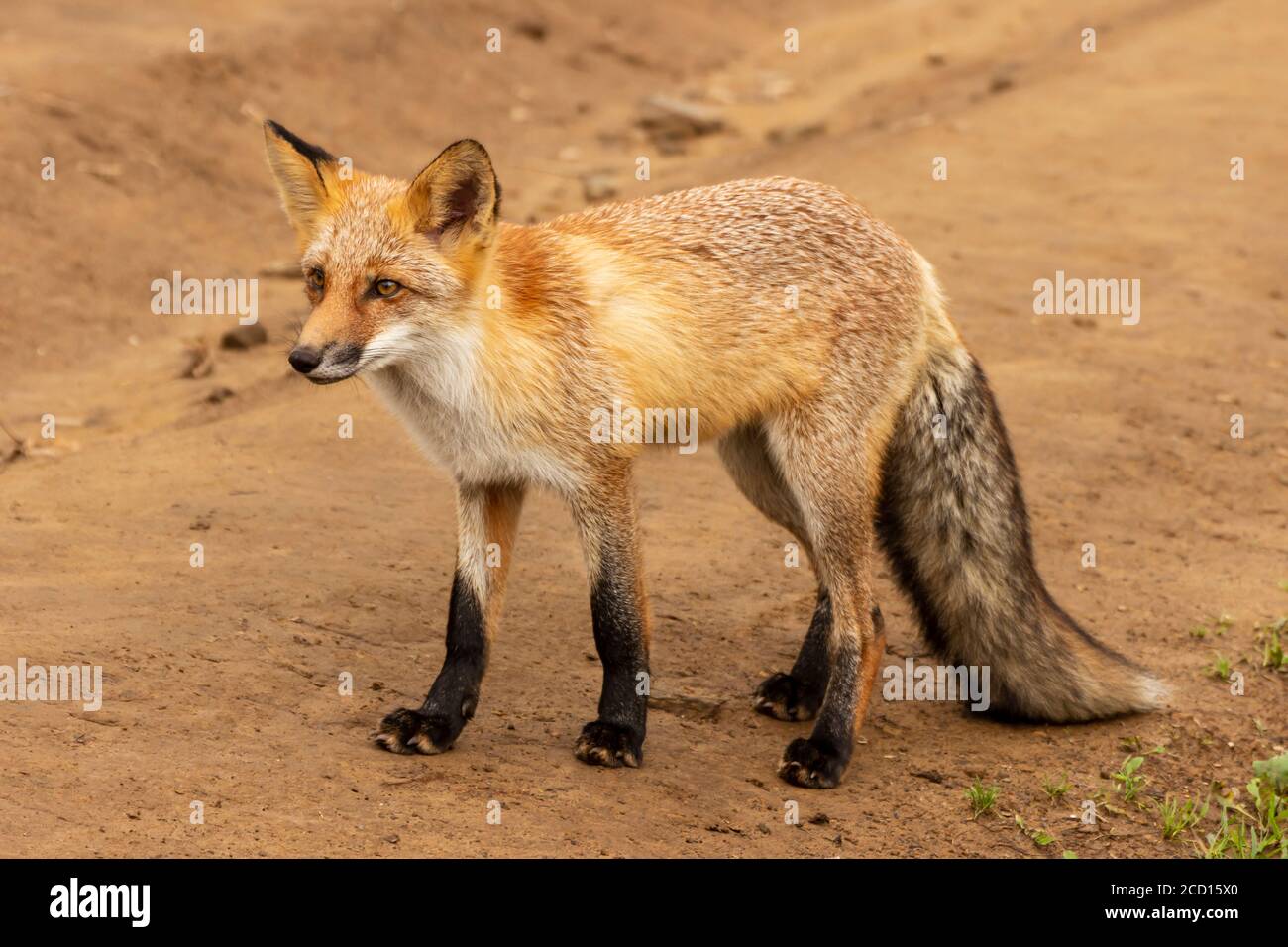 Red fox crossing road hi-res stock photography and images - Alamy