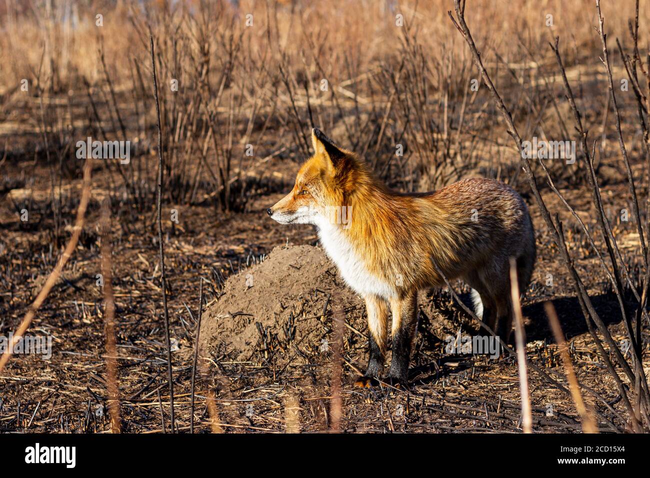 Animal running forest fire hi-res stock photography and images - Alamy