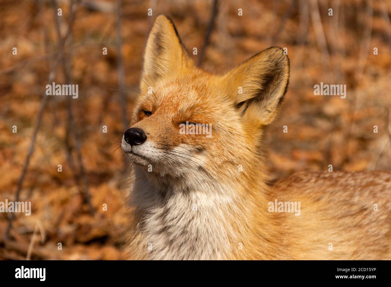 Young fox in the woods squinting eyes, looking at the bright sun Stock ...
