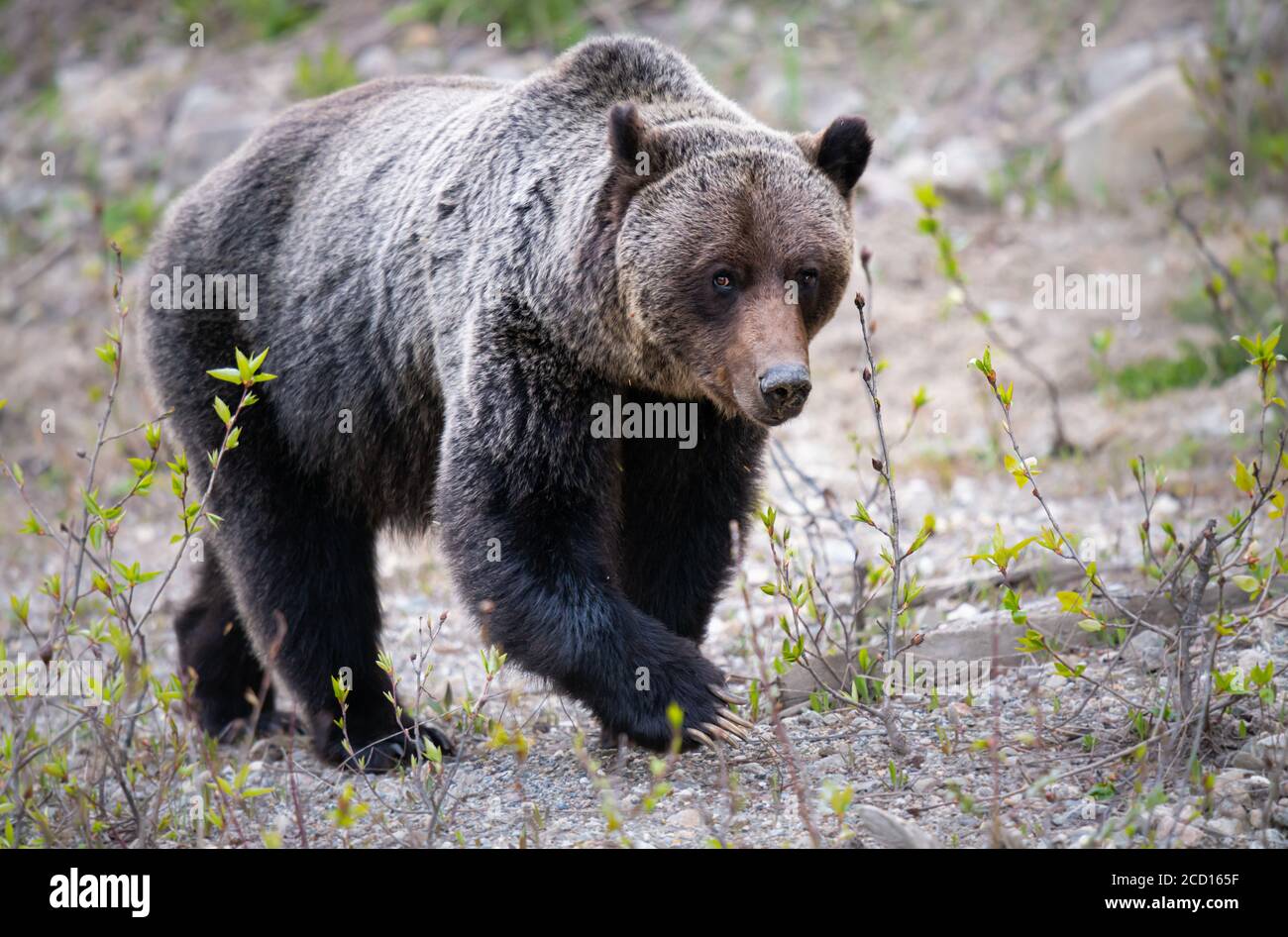 Grizzly bear in the wild Stock Photo - Alamy