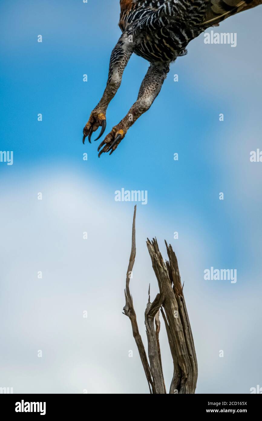 Eagle feet hi-res stock photography and images - Alamy