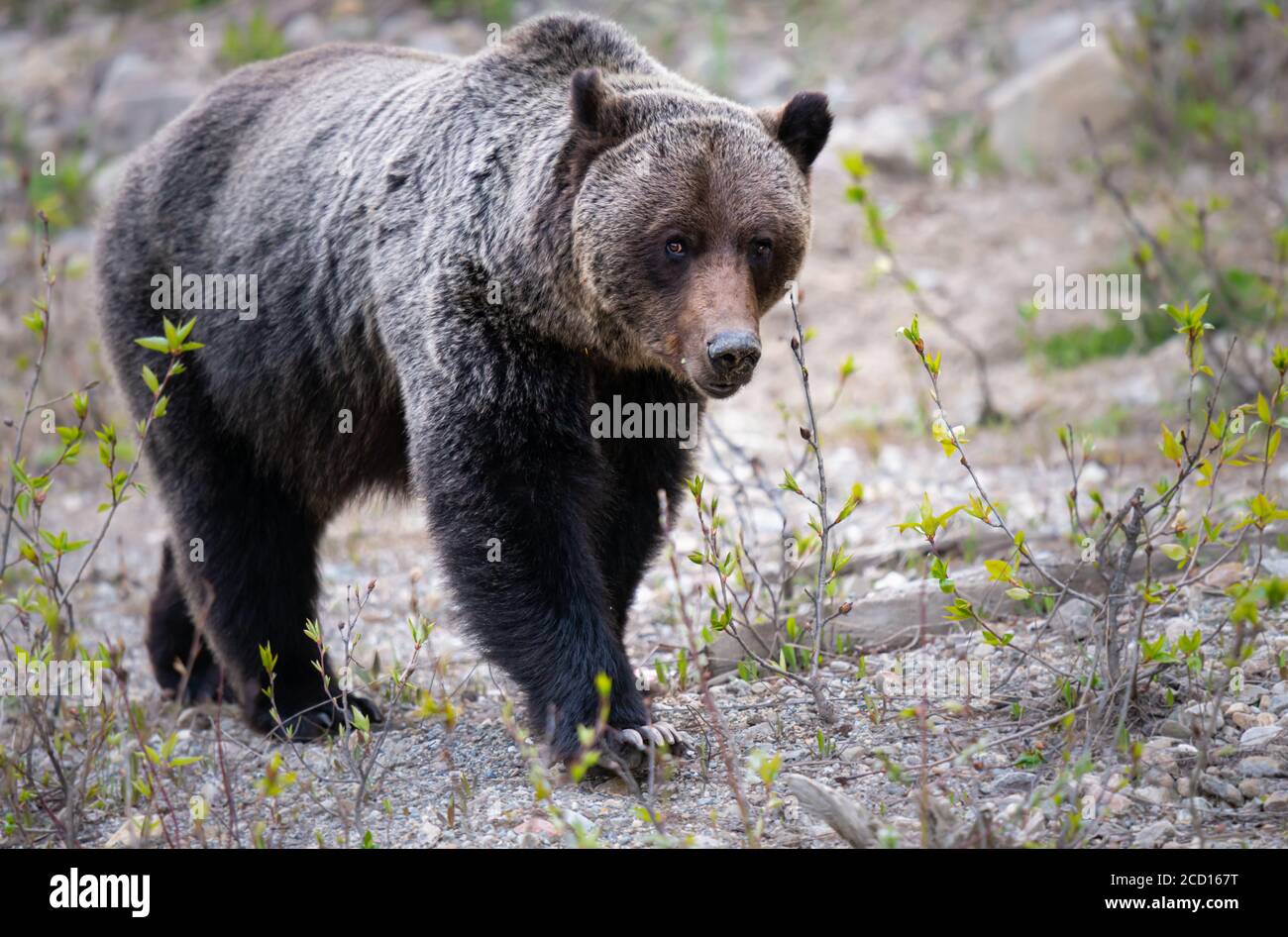 Grizzly bear in the wild Stock Photo - Alamy
