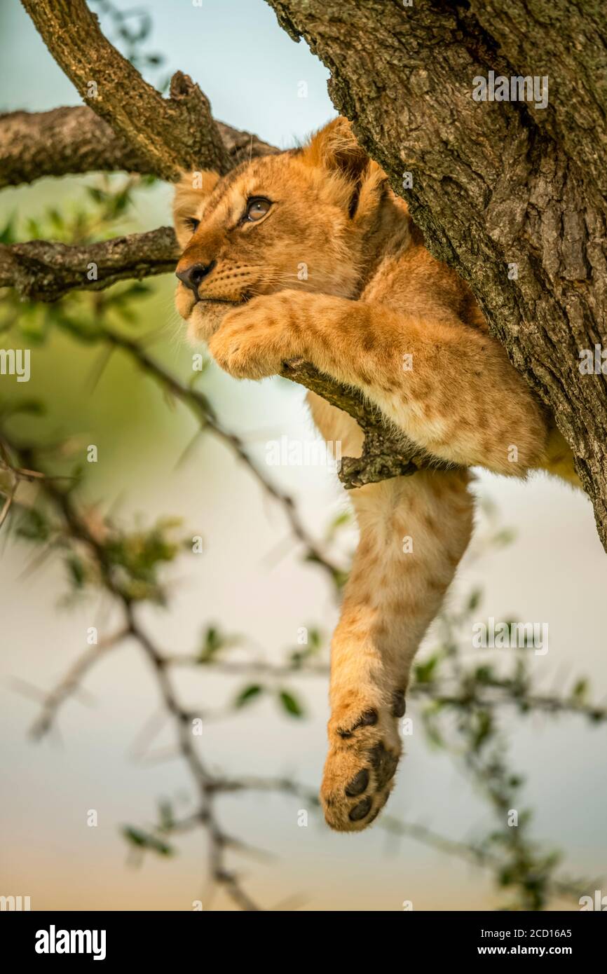 Lion cub (Panthera leo) relaxing on tree branch looking up; Tanzania ...