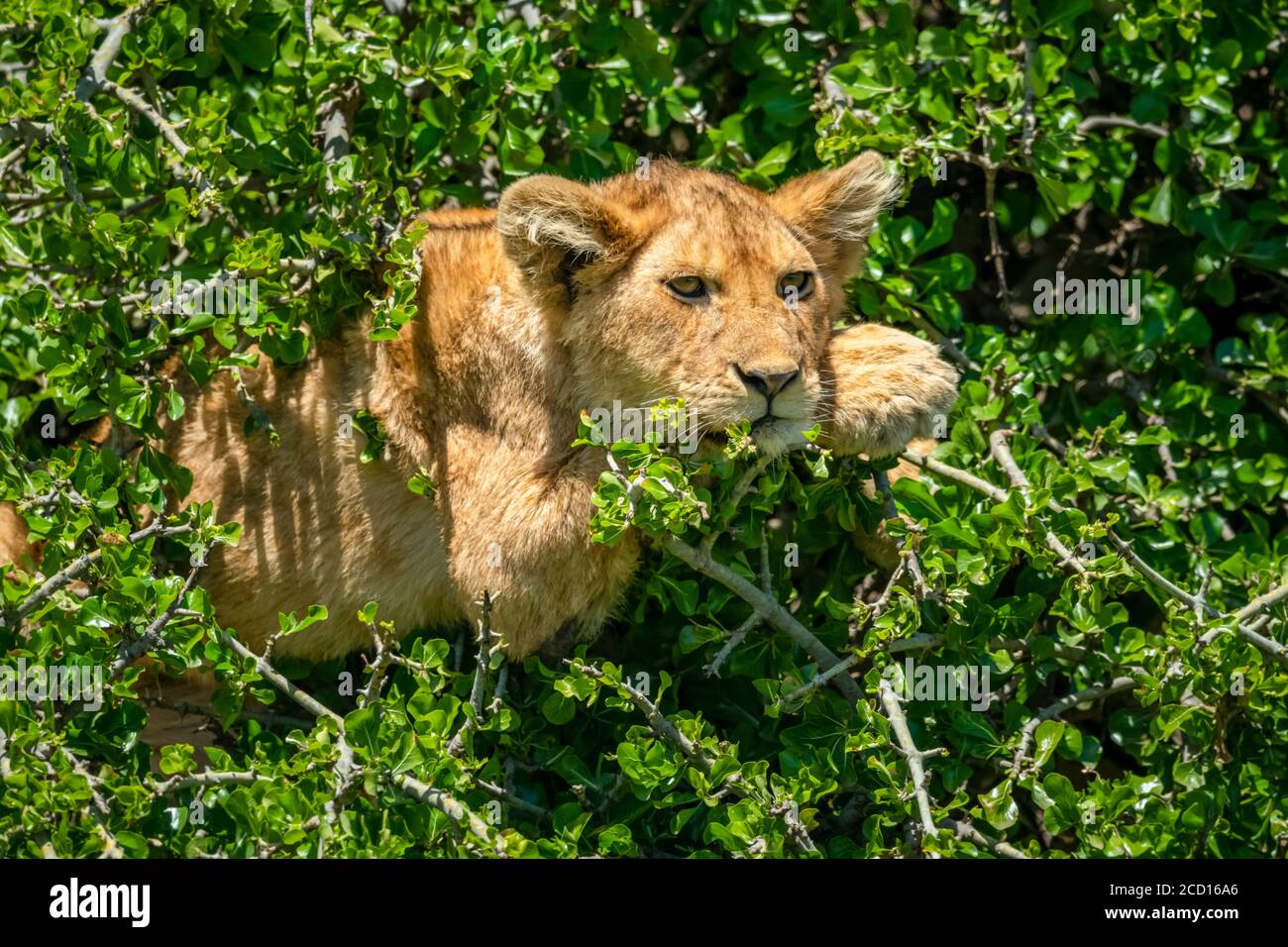 Lion cub (Panthera leo) lying in a bush between the foliage in the ...