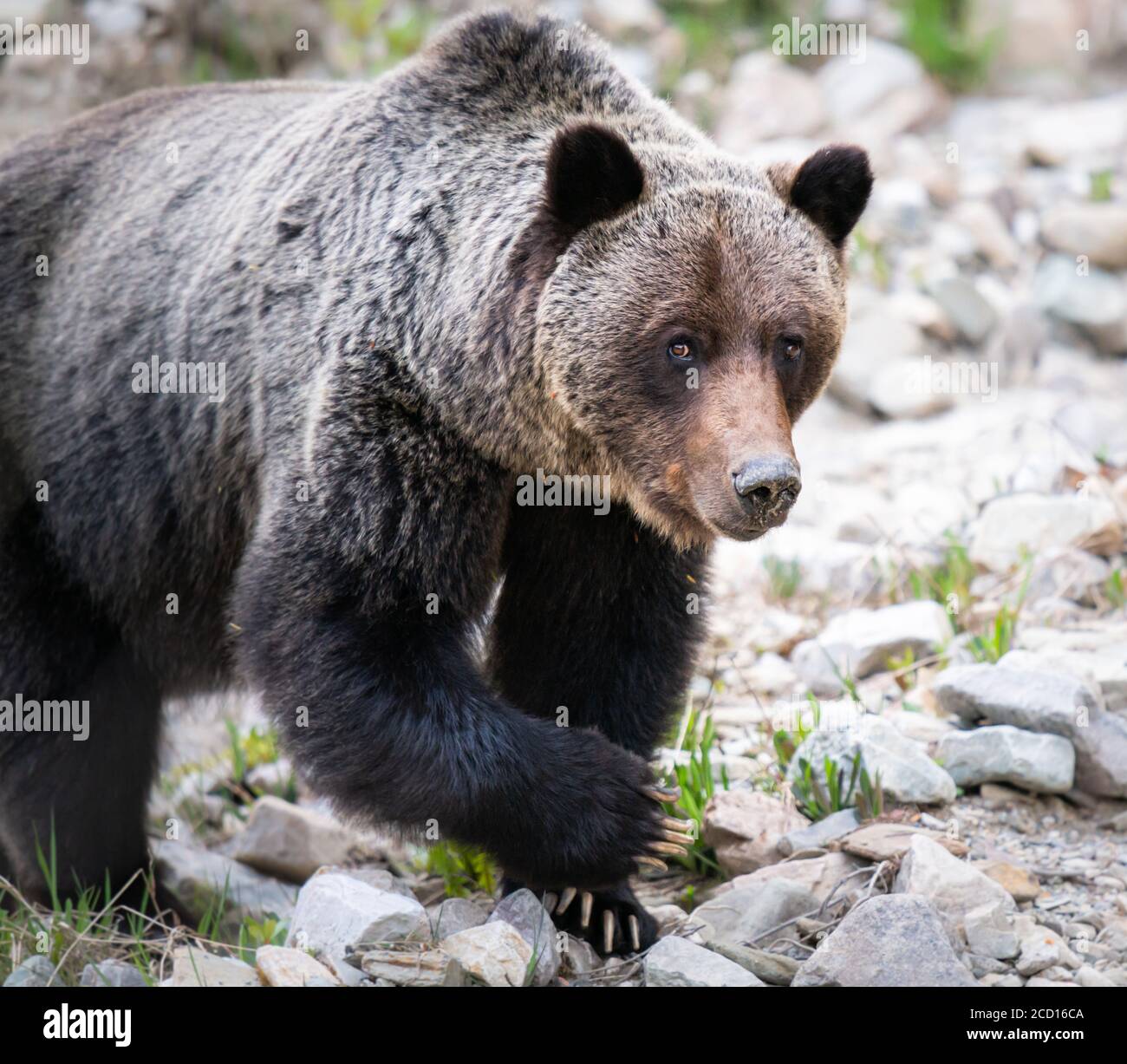 Grizzly bear in the wild Stock Photo - Alamy