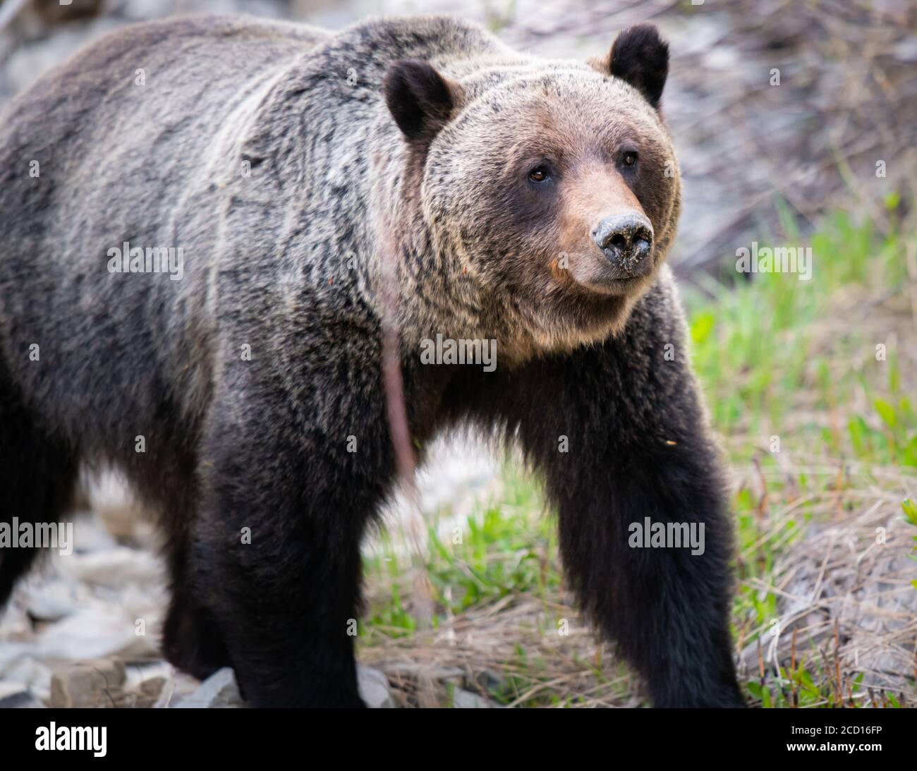 Grizzly bear in the wild Stock Photo - Alamy