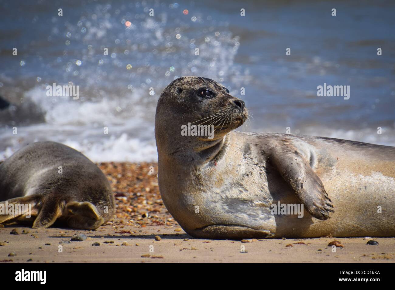 Seal on the beach Stock Photo - Alamy