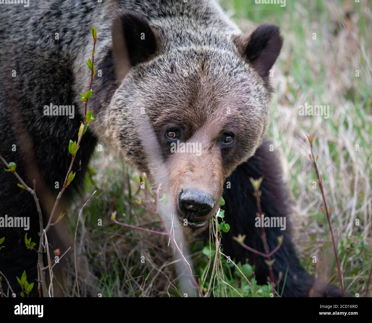 Grizzly bear in the wild Stock Photo - Alamy